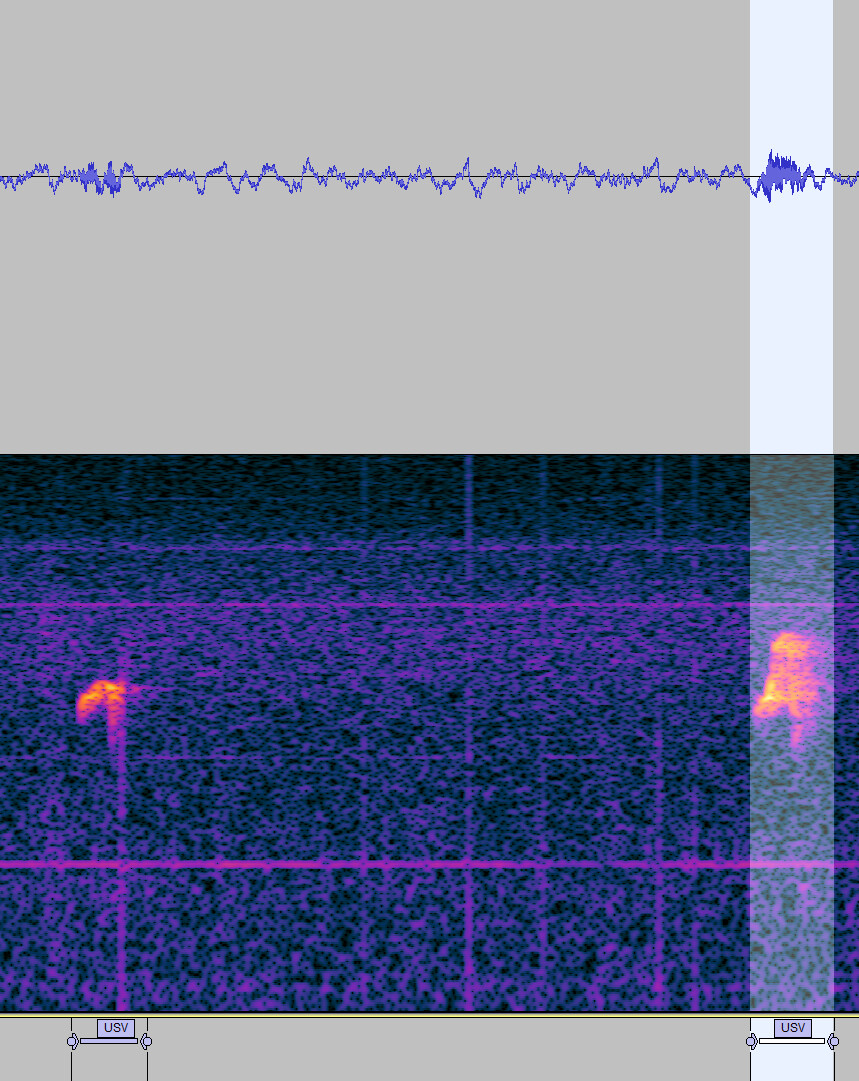Spectrographic Labelling Automated Macros And Scripting Audacity Forum